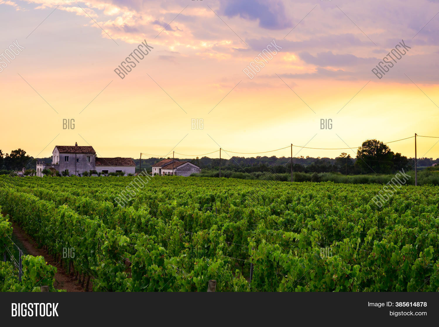 Rows Grape Plants On Image & Photo (Free Trial) | Bigstock
