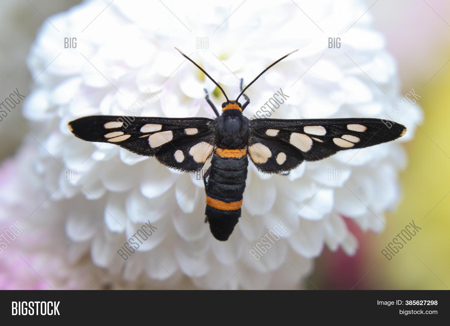 Handmaiden Moth(amata Image & Photo (Free Trial) | Bigstock