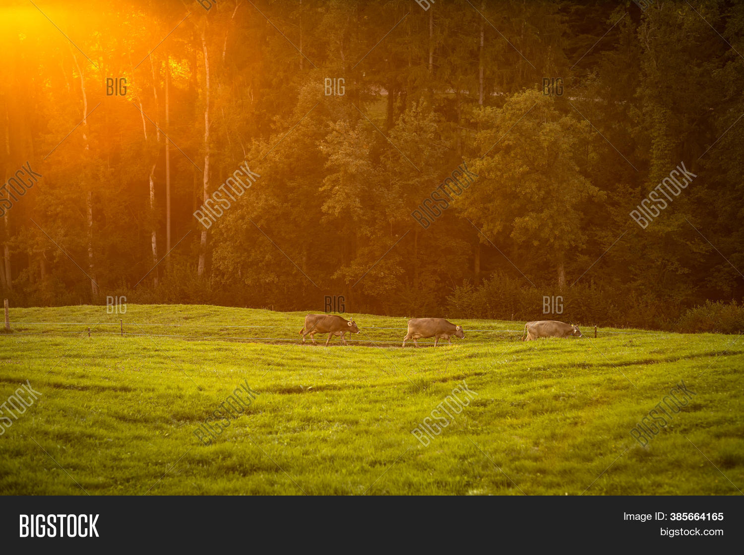 Cows Going Home Image & Photo (Free Trial) | Bigstock