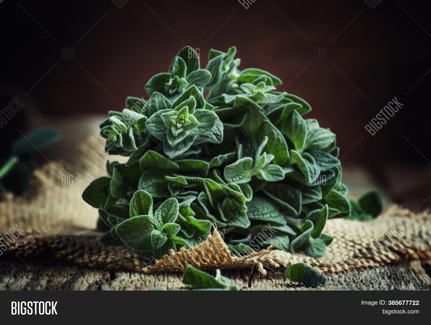 Fresh Green Oregano Image & Photo (Free Trial) | Bigstock