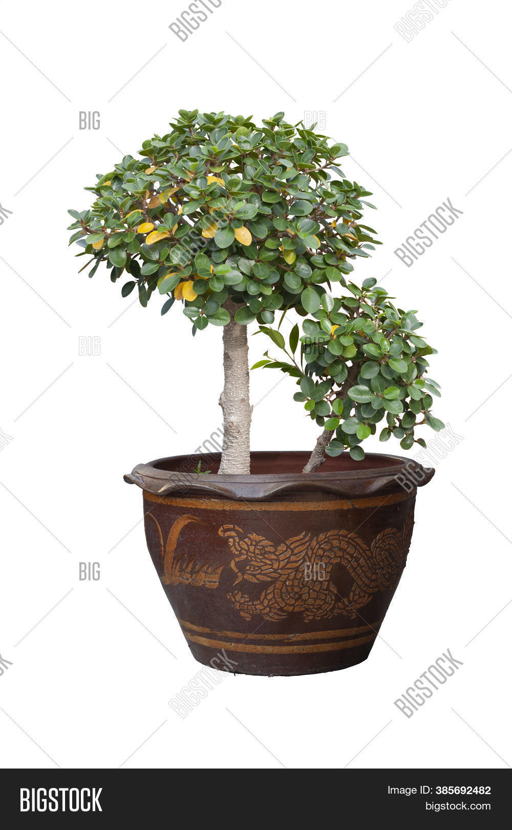 Ficus Microcarpa Pot Image & Photo (Free Trial) | Bigstock