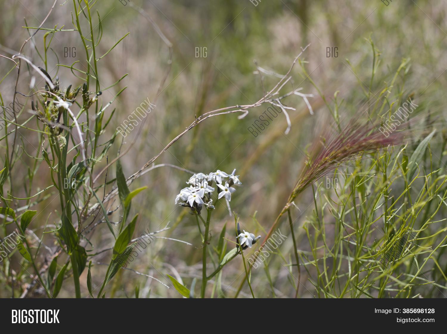 Blooming Compound Cyme Image & Photo (Free Trial) | Bigstock