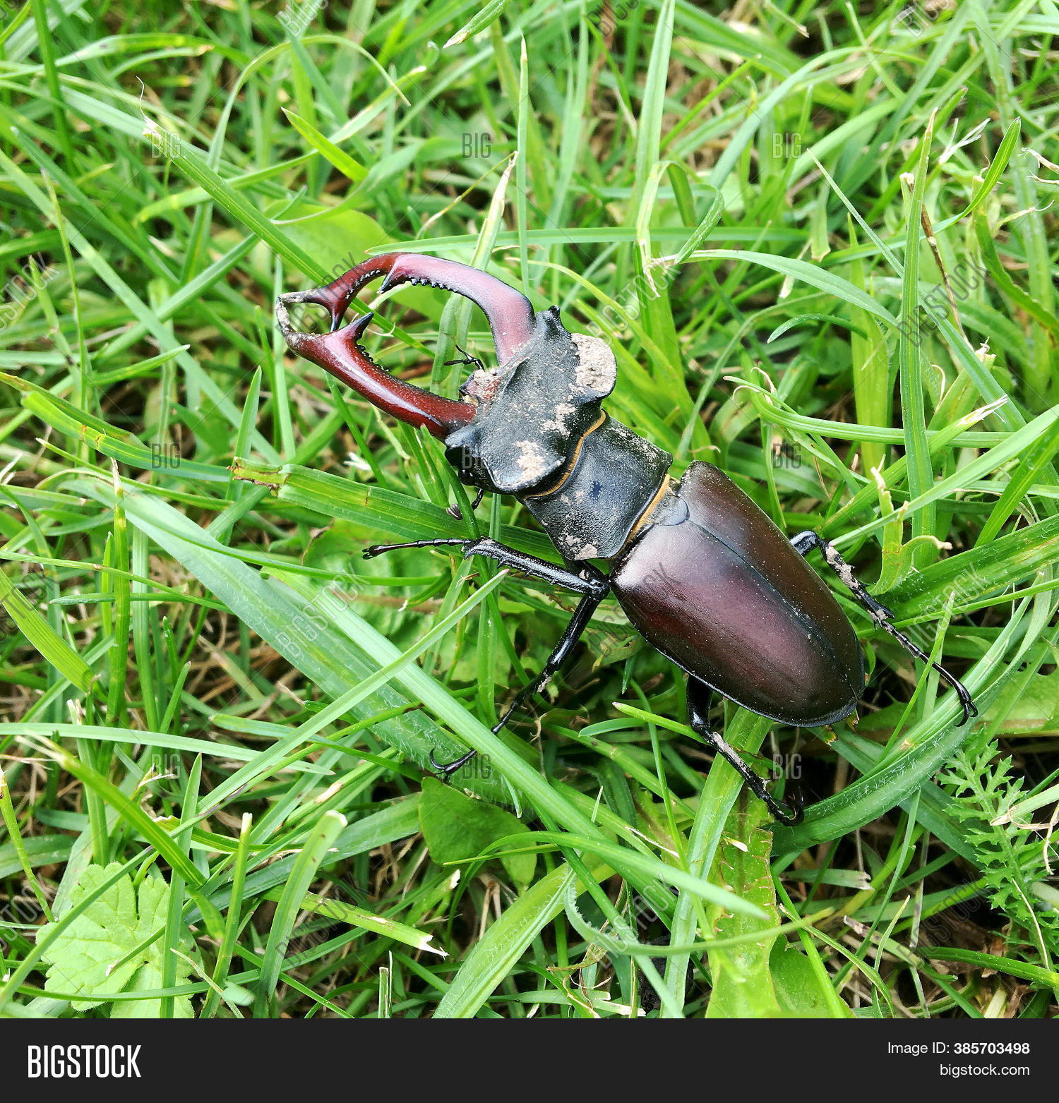 Male Stag Beetle Long Image & Photo (Free Trial) | Bigstock