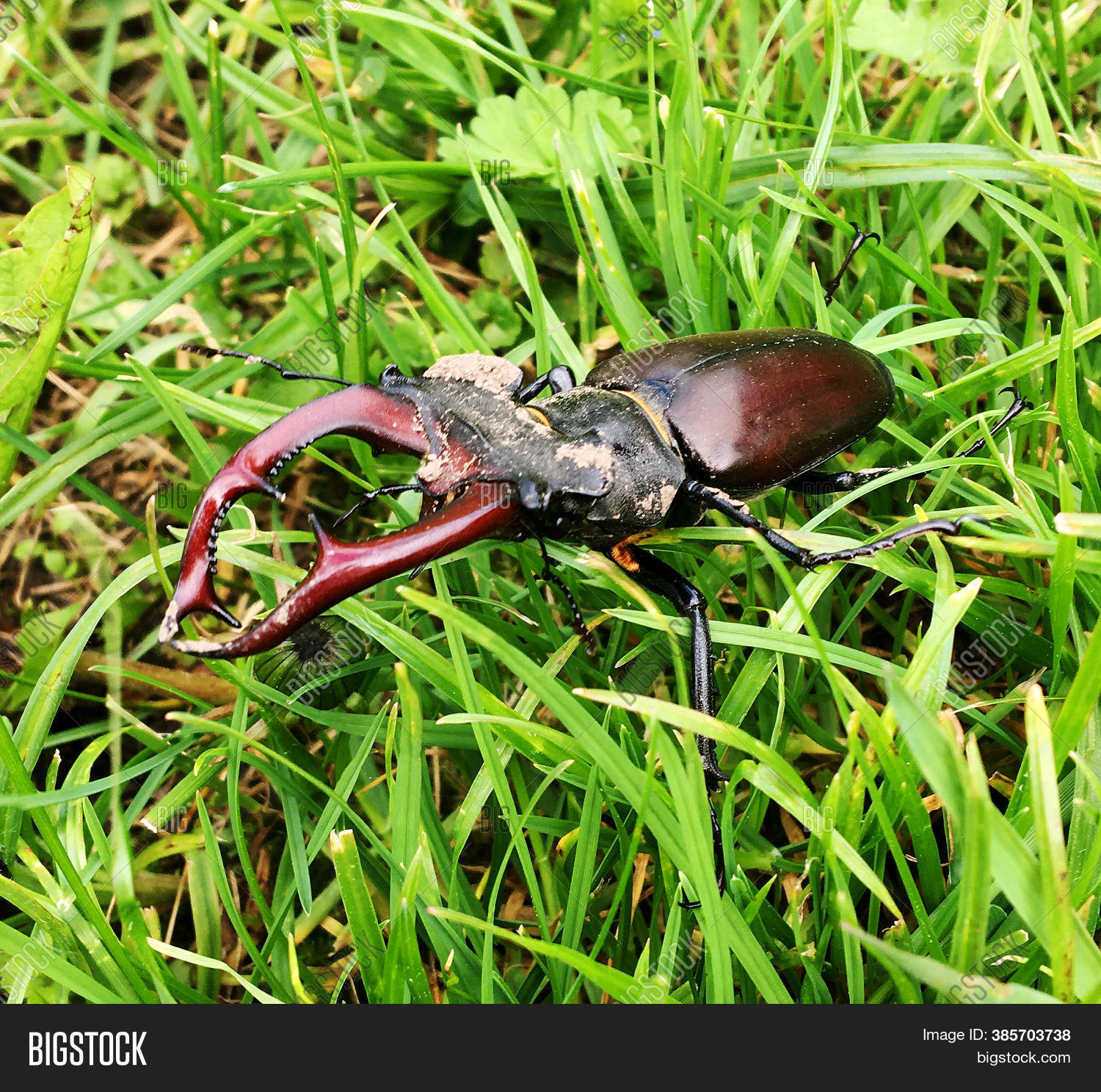 Male Stag Beetle Long Image & Photo (Free Trial) | Bigstock