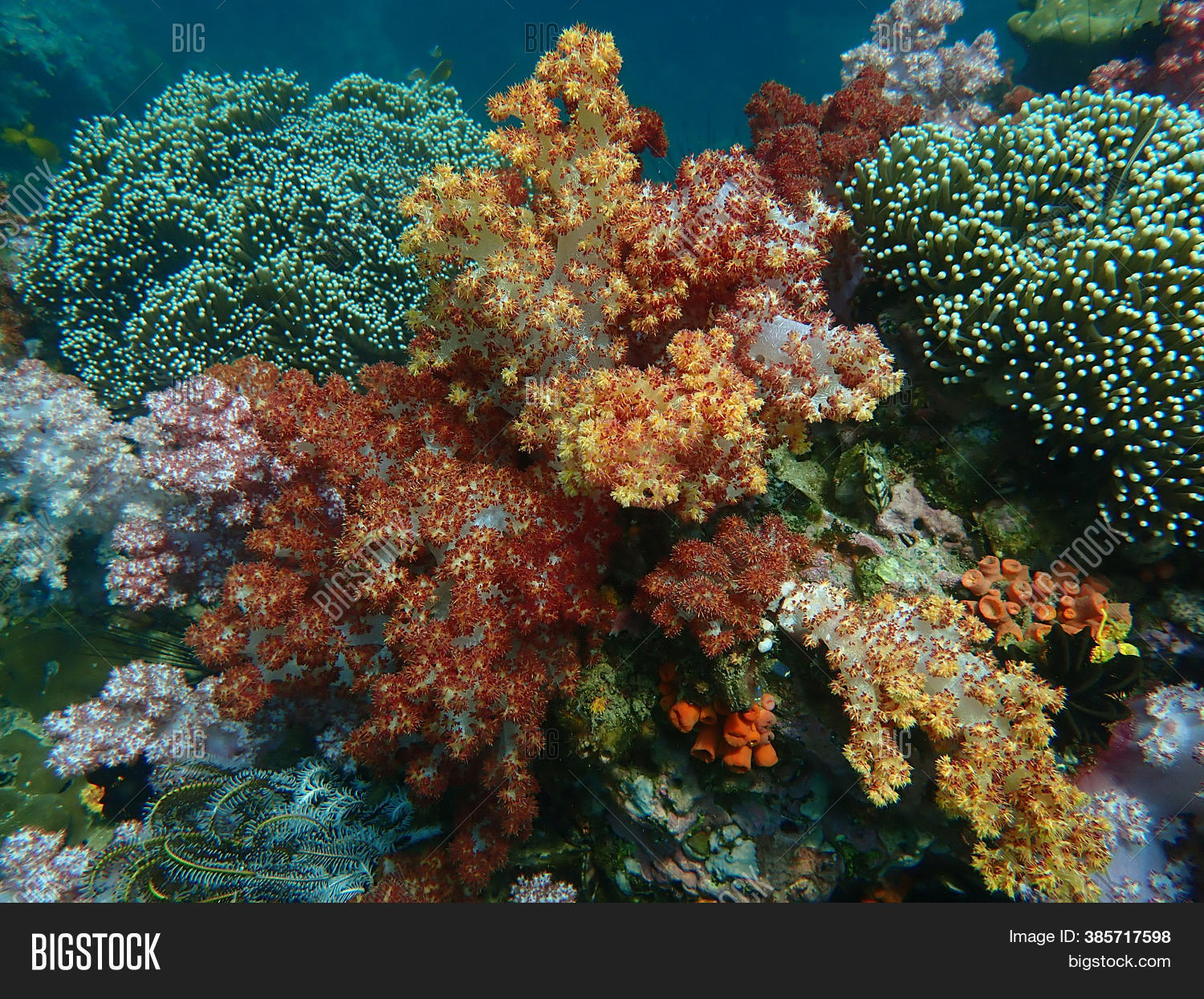 Colorful Coral Reef Image & Photo (Free Trial) | Bigstock