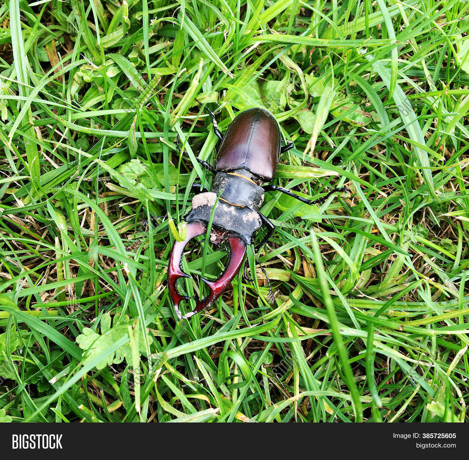 Male Stag Beetle Long Image & Photo (Free Trial) | Bigstock