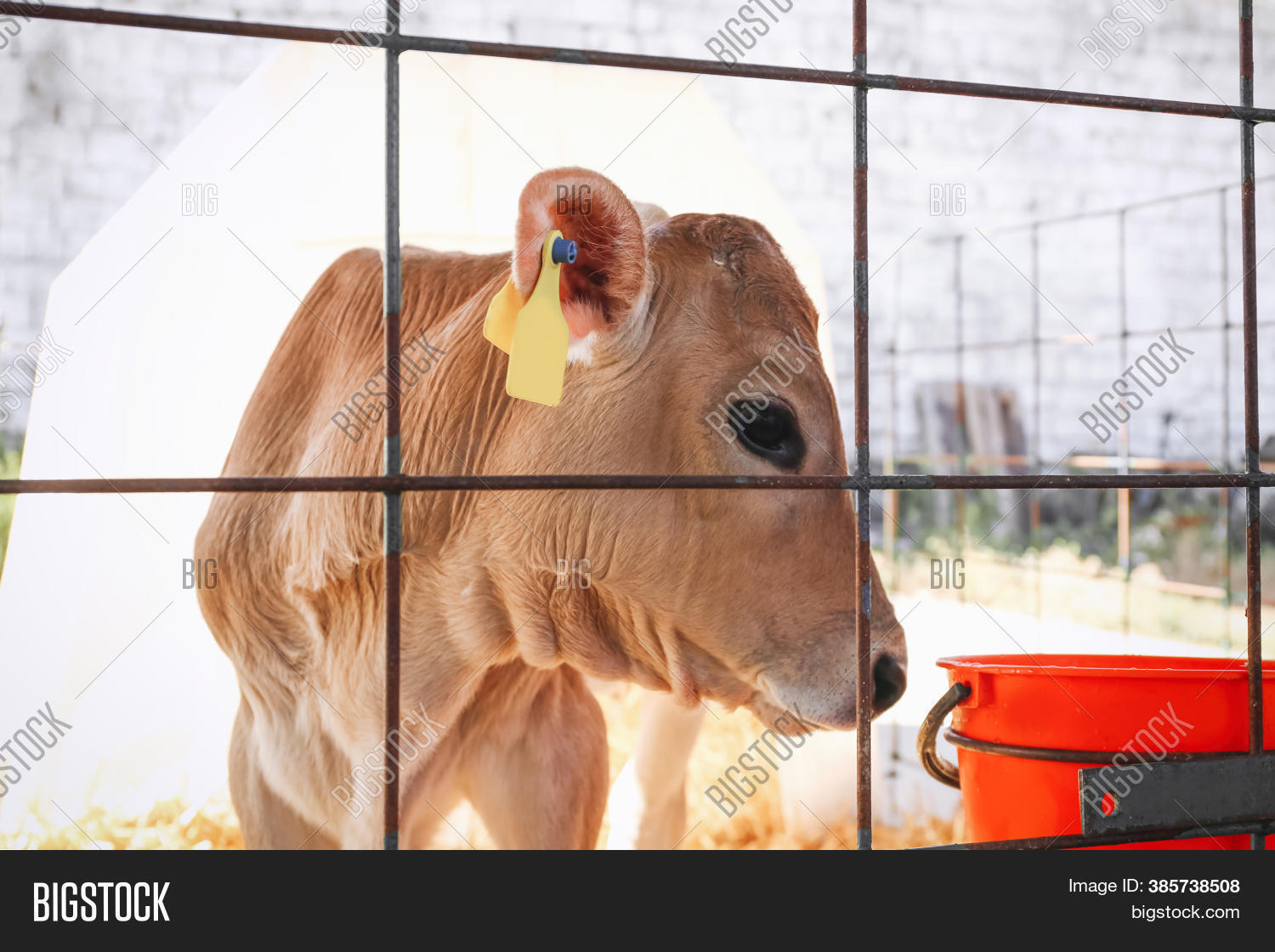 Pretty Little Calf Image & Photo (Free Trial) | Bigstock
