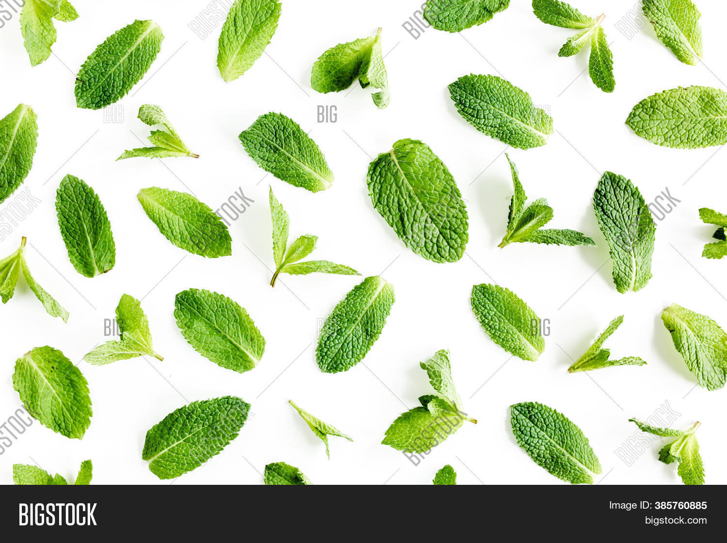 Mint Leaves Isolated Image & Photo (Free Trial) | Bigstock