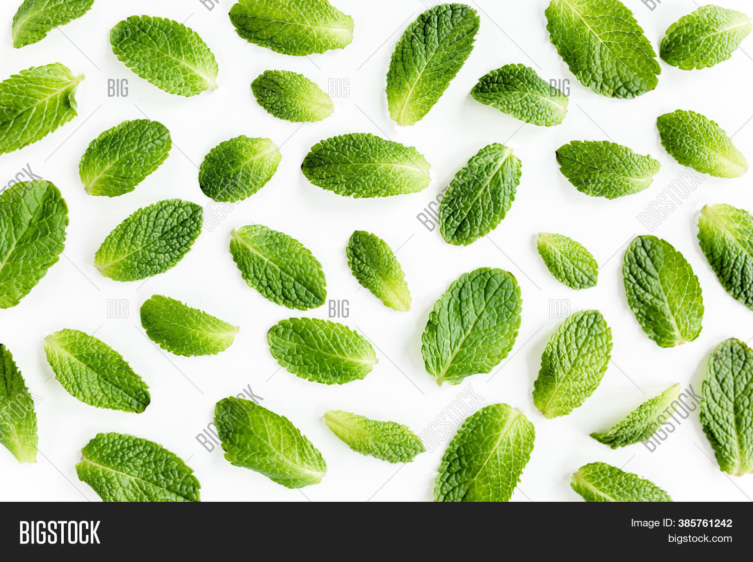 Mint Leaves Isolated Image & Photo (Free Trial) | Bigstock