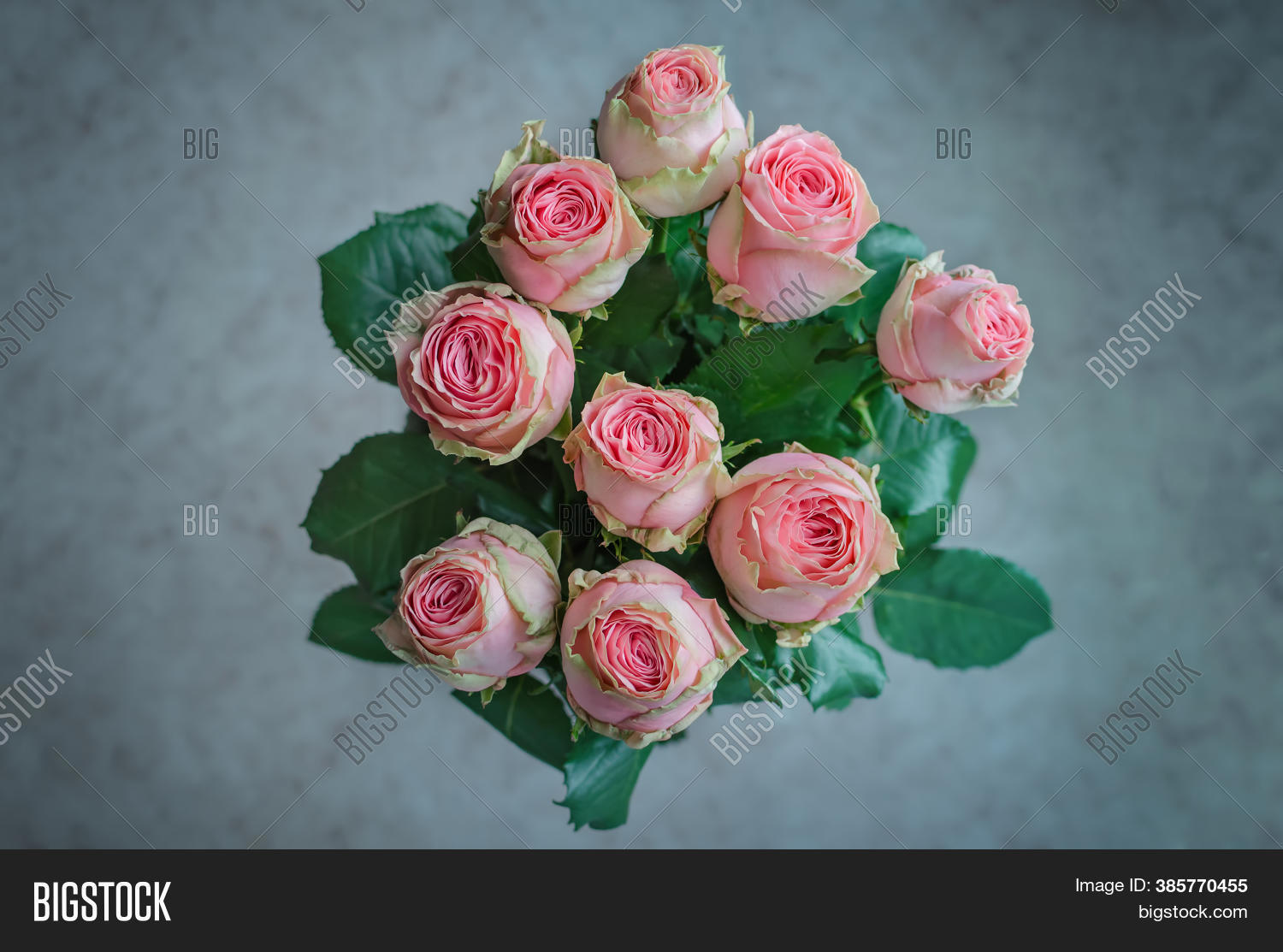 Beautiful Pink Roses, Image & Photo (Free Trial) | Bigstock