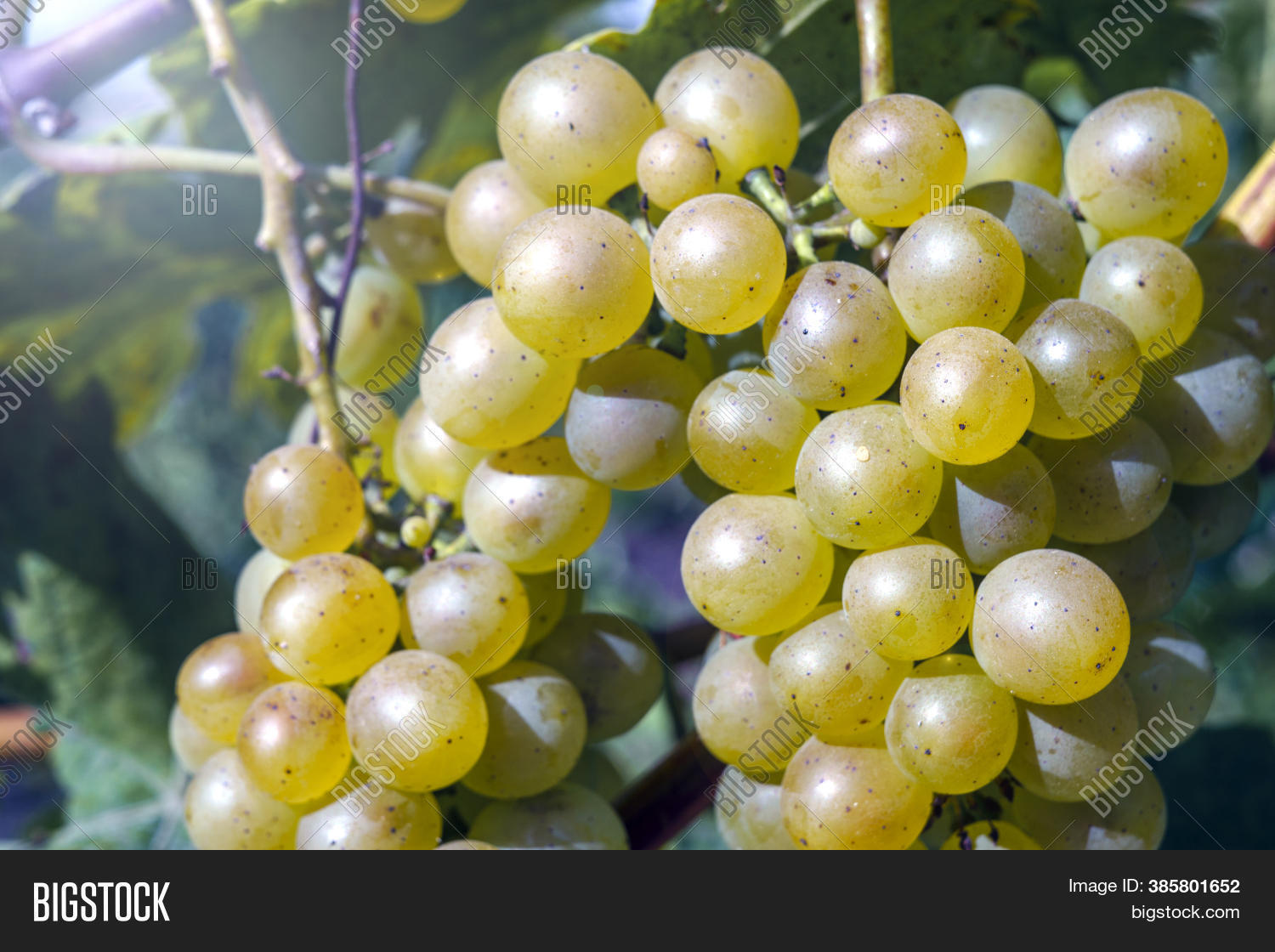 Grapevine Garden, Image & Photo (Free Trial) | Bigstock