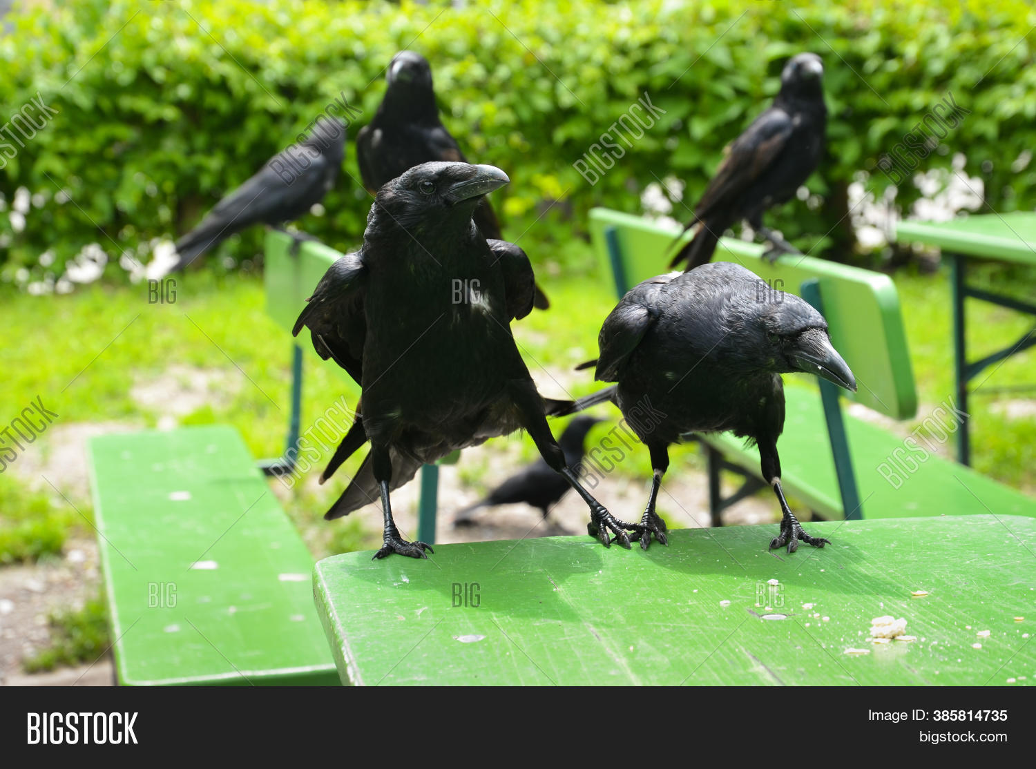 Ravens English Park Image & Photo (Free Trial) | Bigstock