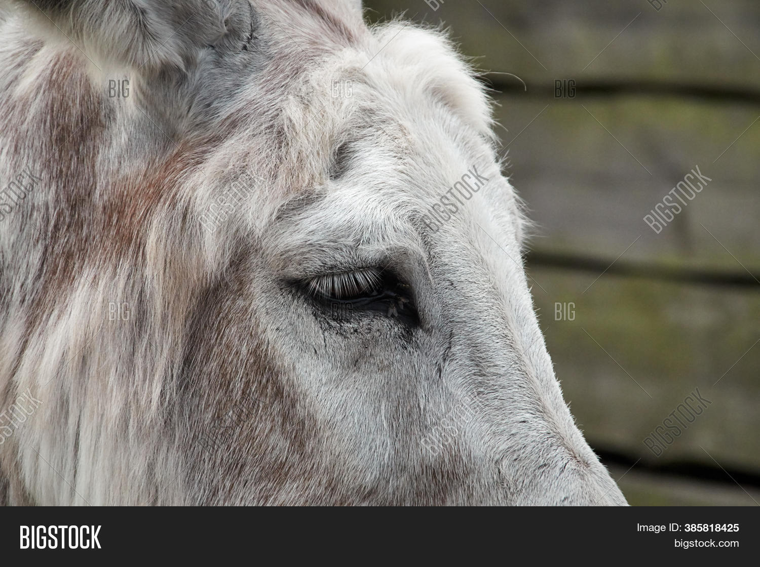 Profile Donkey's Head Image & Photo (Free Trial) | Bigstock
