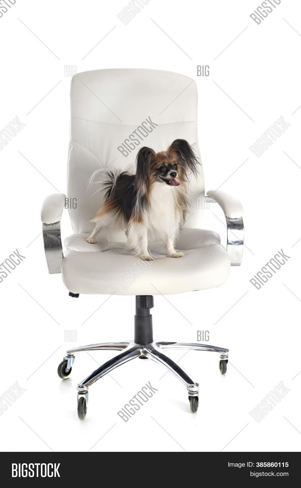 Little Dogs On Chair Image & Photo (Free Trial) | Bigstock