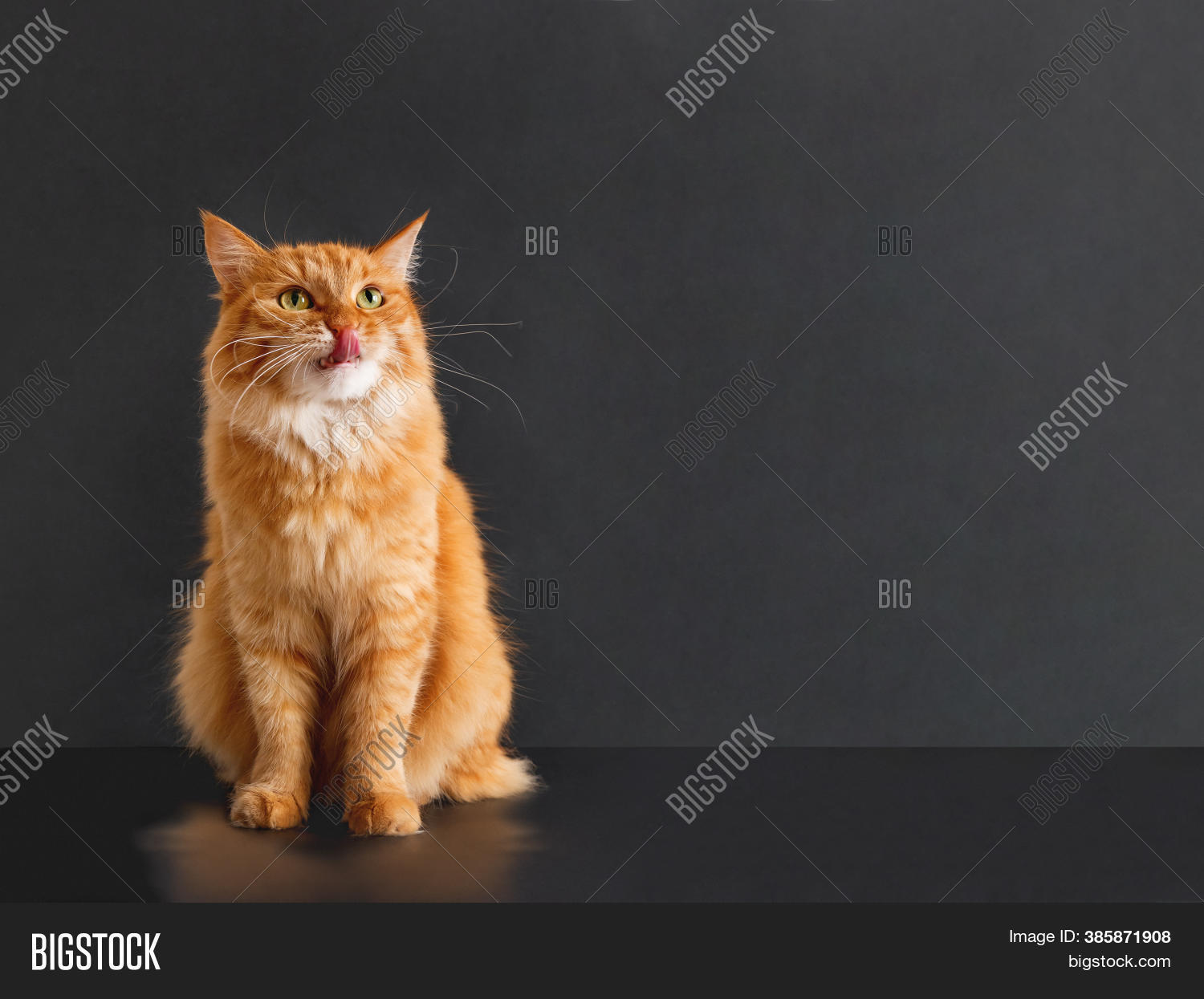 Cute Ginger Cat Image & Photo (Free Trial) | Bigstock