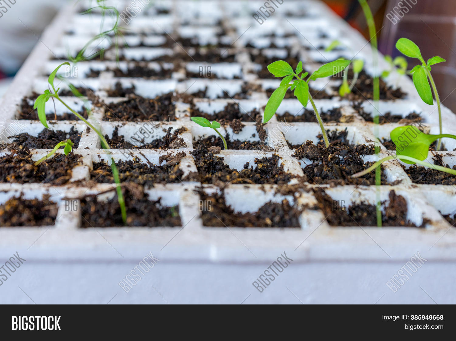 View White Seedbed Image & Photo (Free Trial) | Bigstock