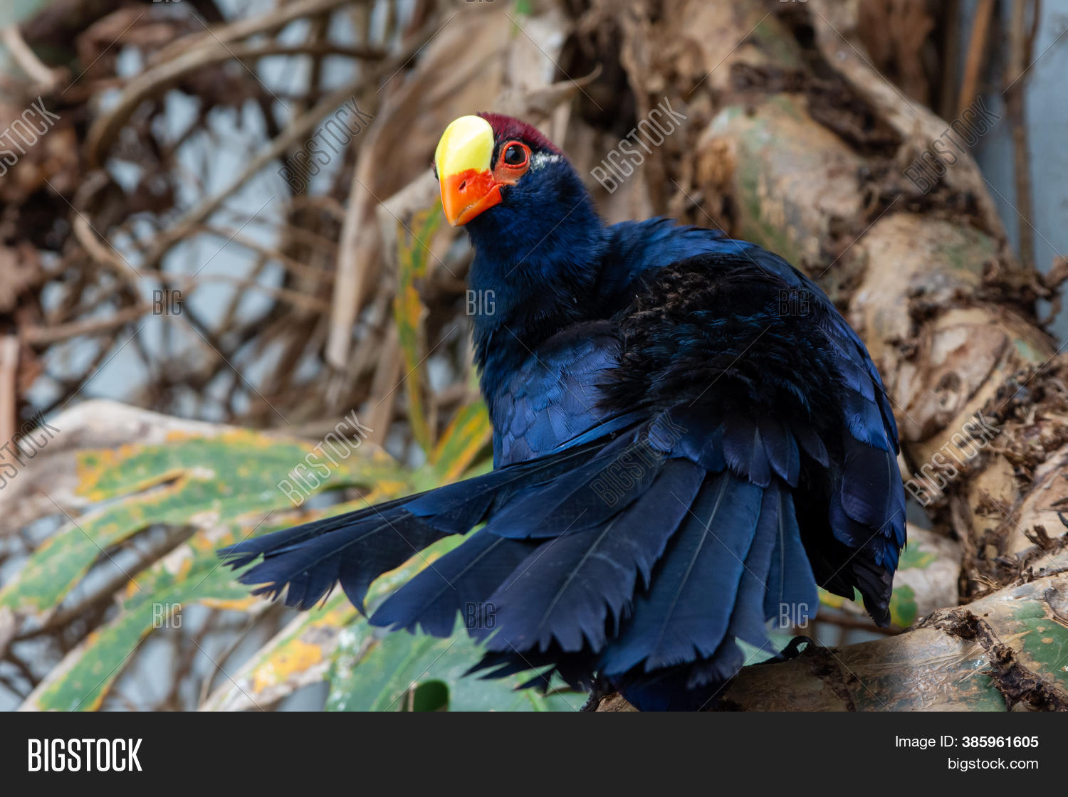 Violet Turaco, Known Image & Photo (Free Trial) | Bigstock