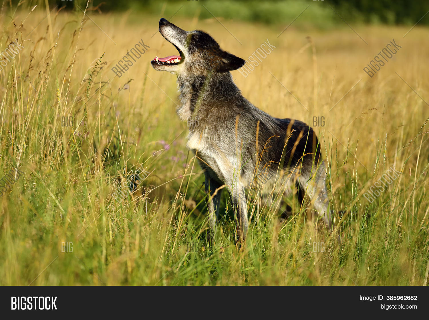 Northwestern Wolf ( Image & Photo (Free Trial) | Bigstock