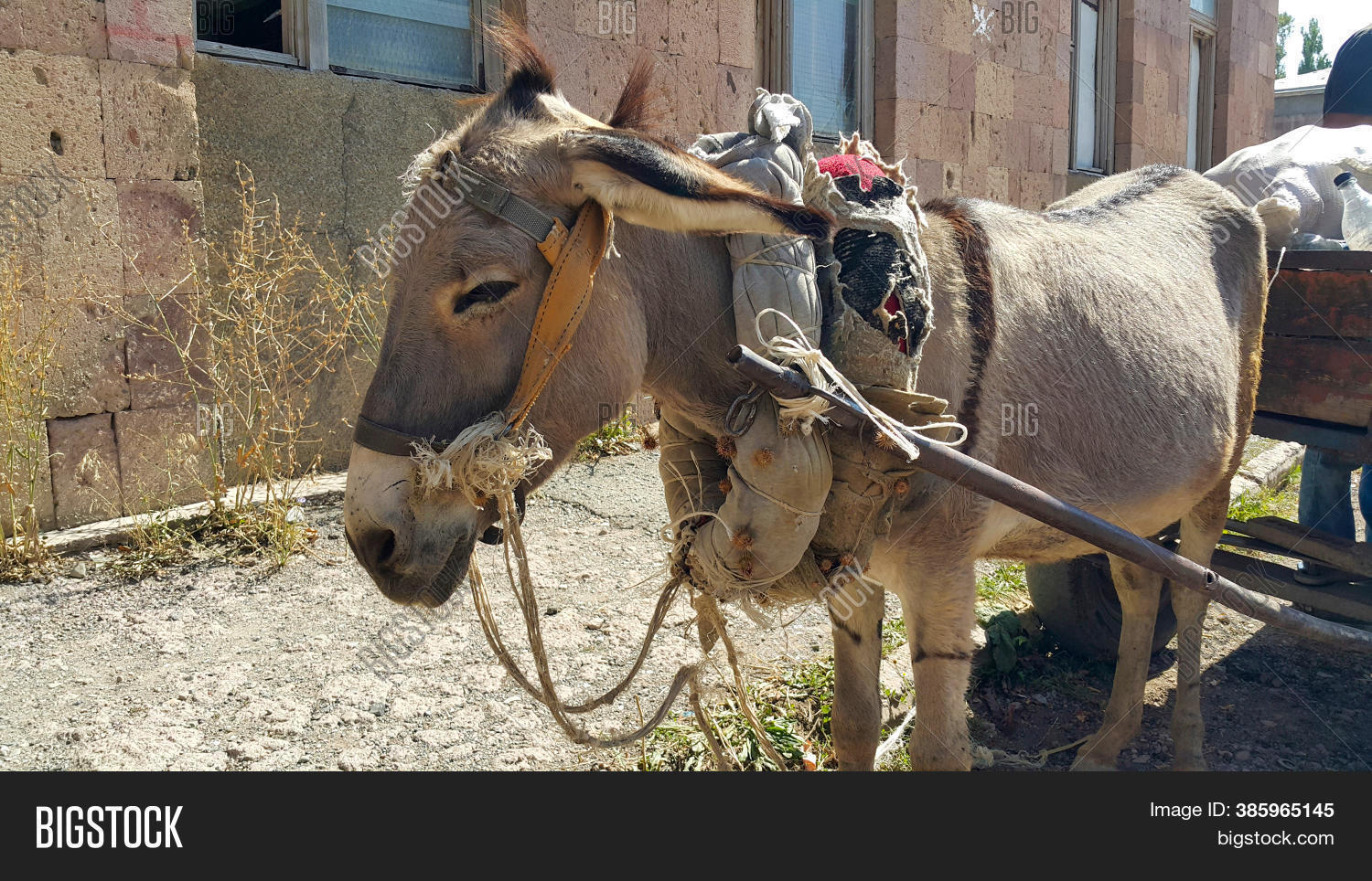 Donkey Cart Cargo. On Image & Photo (Free Trial) | Bigstock