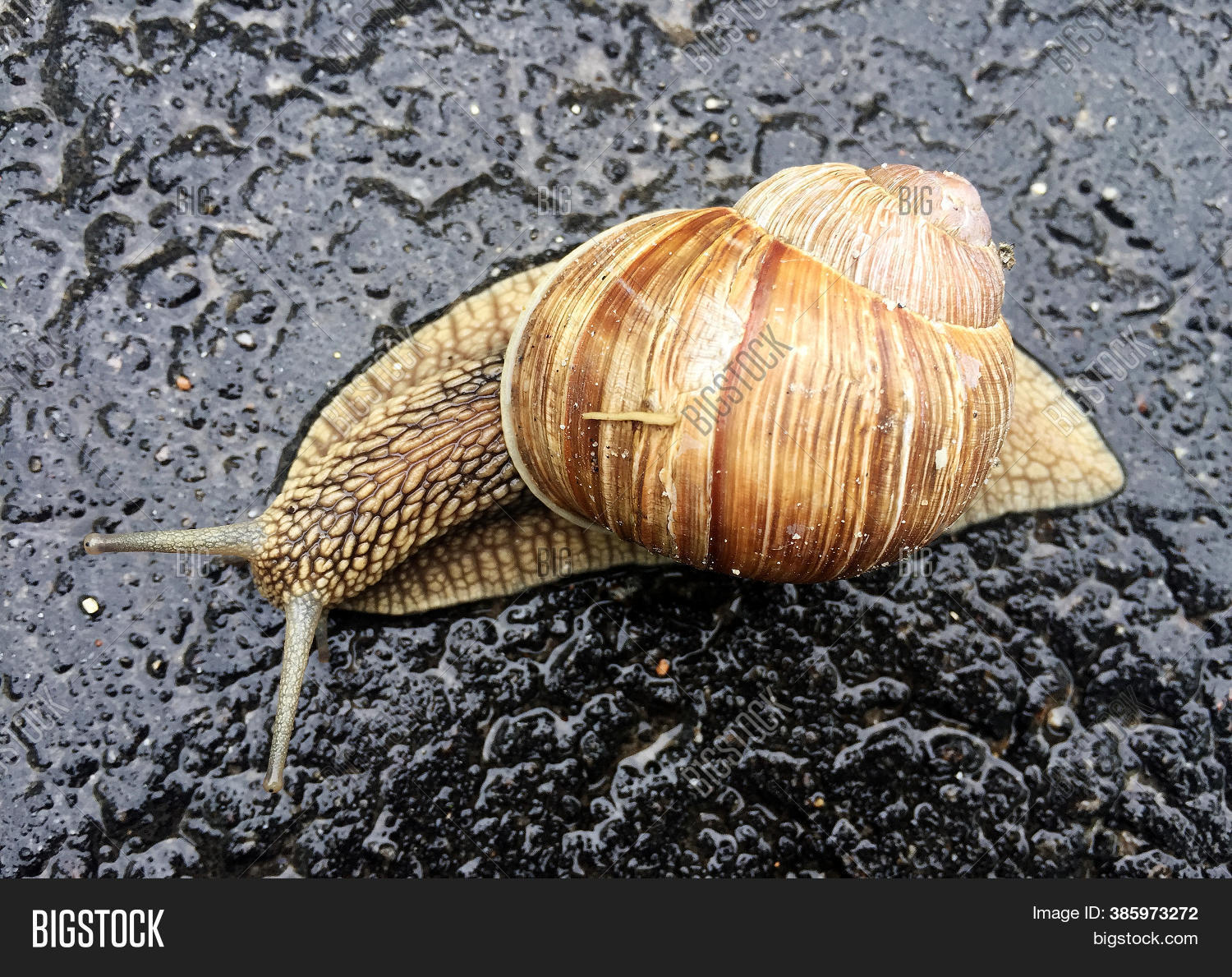 Small Garden Snail Image & Photo (Free Trial) | Bigstock