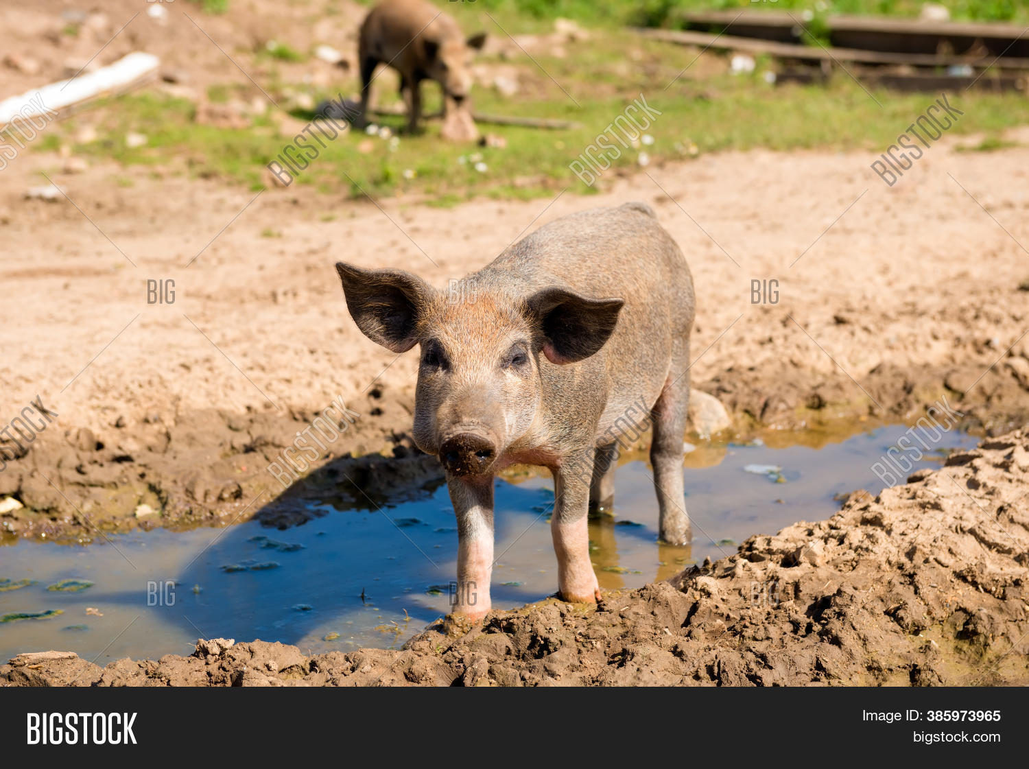 Pig Stands Puddle On Image & Photo (Free Trial) | Bigstock