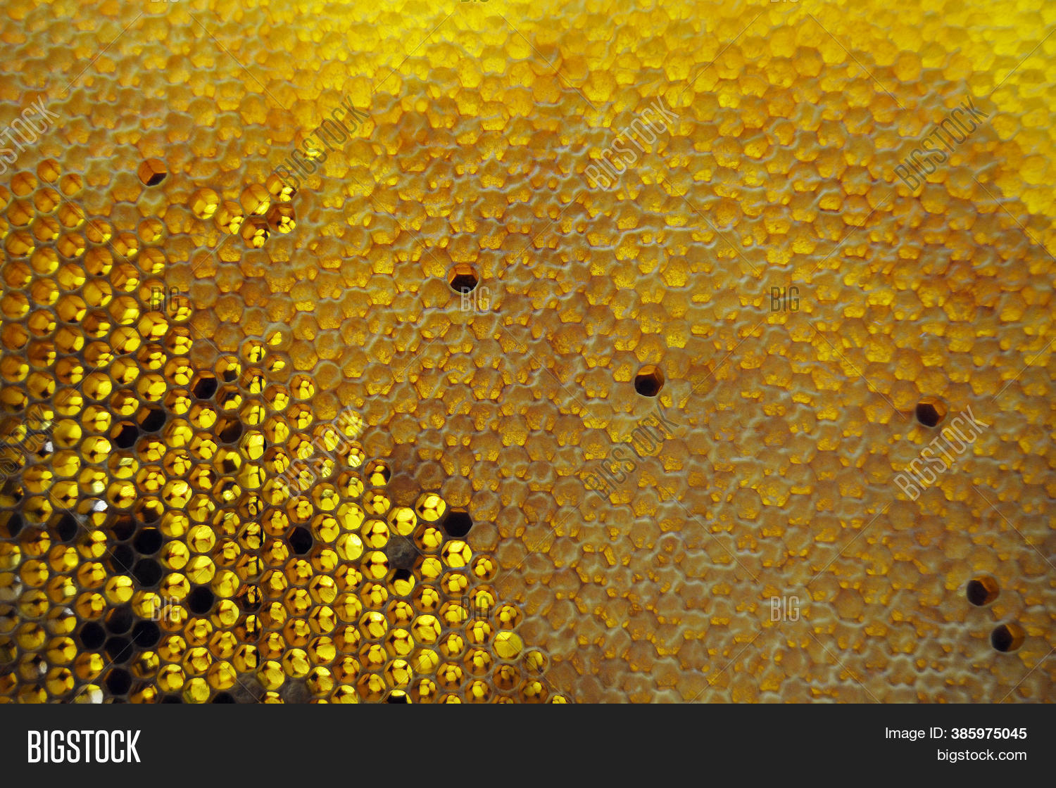 Drop Bee Honey Drip Image & Photo (Free Trial) | Bigstock