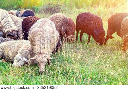 Group Sheep Grazes Image & Photo (Free Trial) | Bigstock