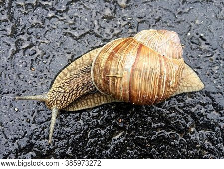 Small Garden Snail Image & Photo (Free Trial) | Bigstock