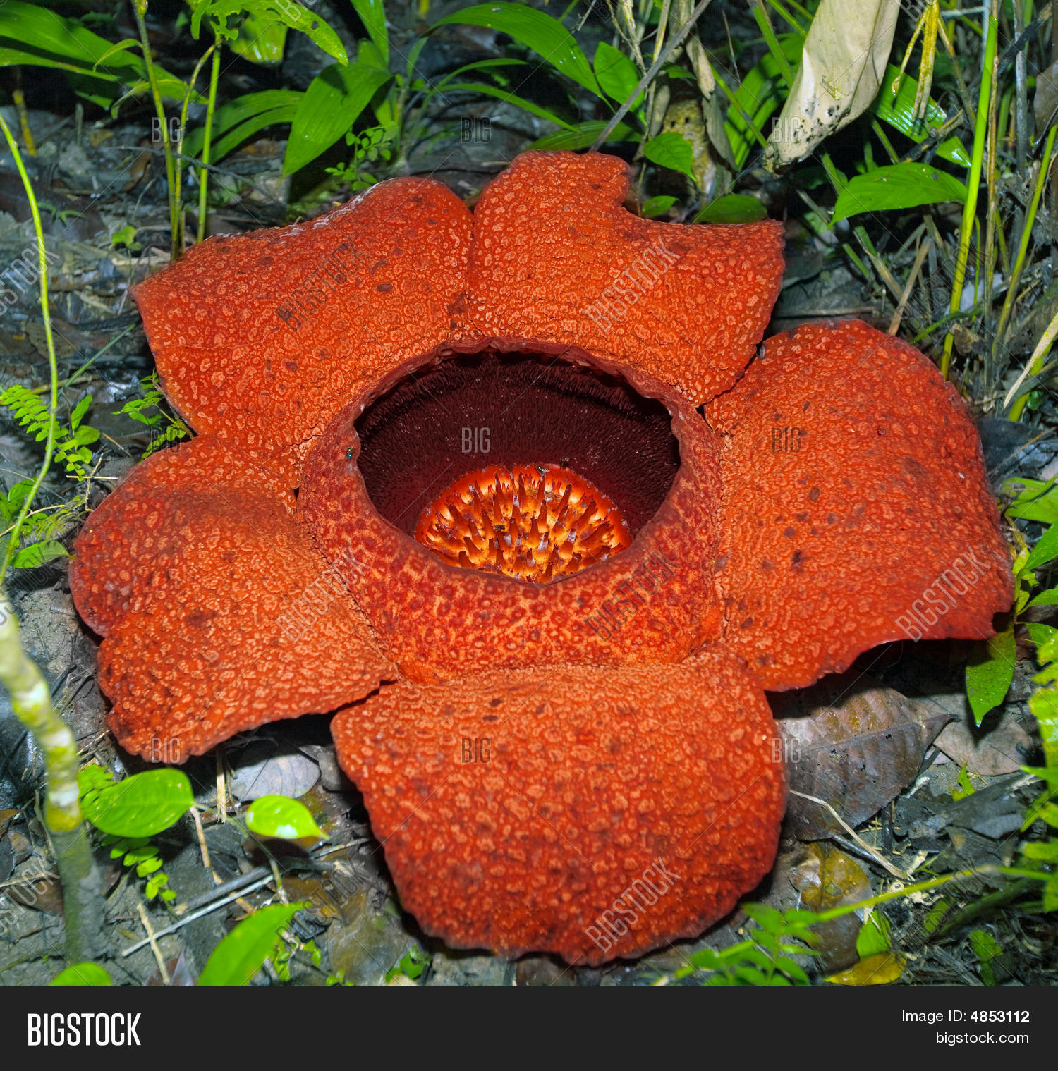 Rafflesia Image & Photo (Free Trial) | Bigstock