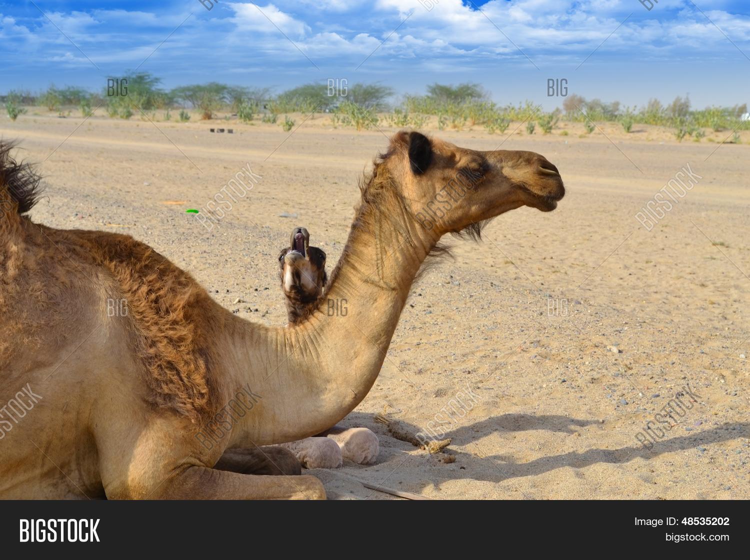 Little Camel Crying Image & Photo (Free Trial) | Bigstock