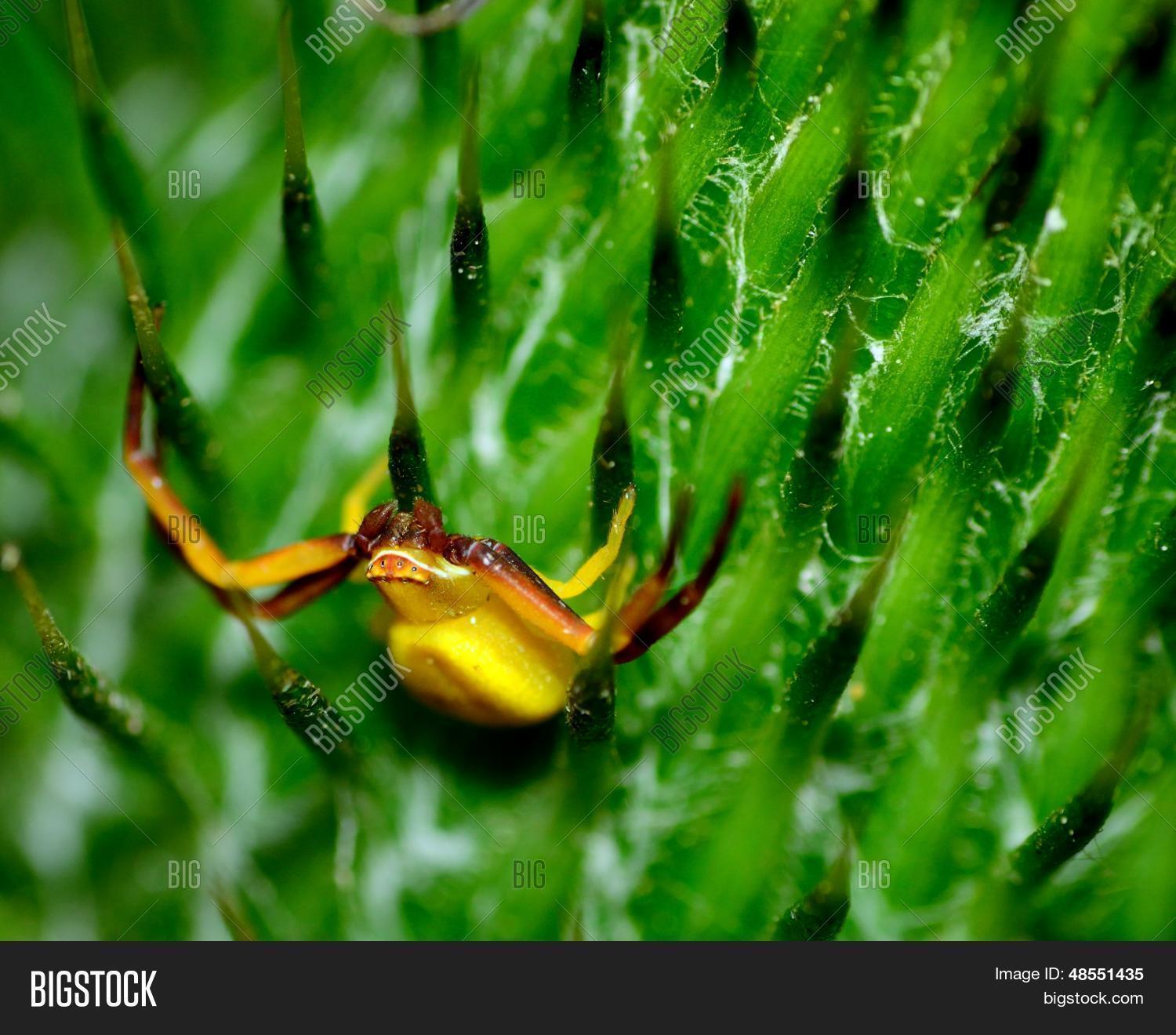 Crab Spider Image & Photo (Free Trial) | Bigstock
