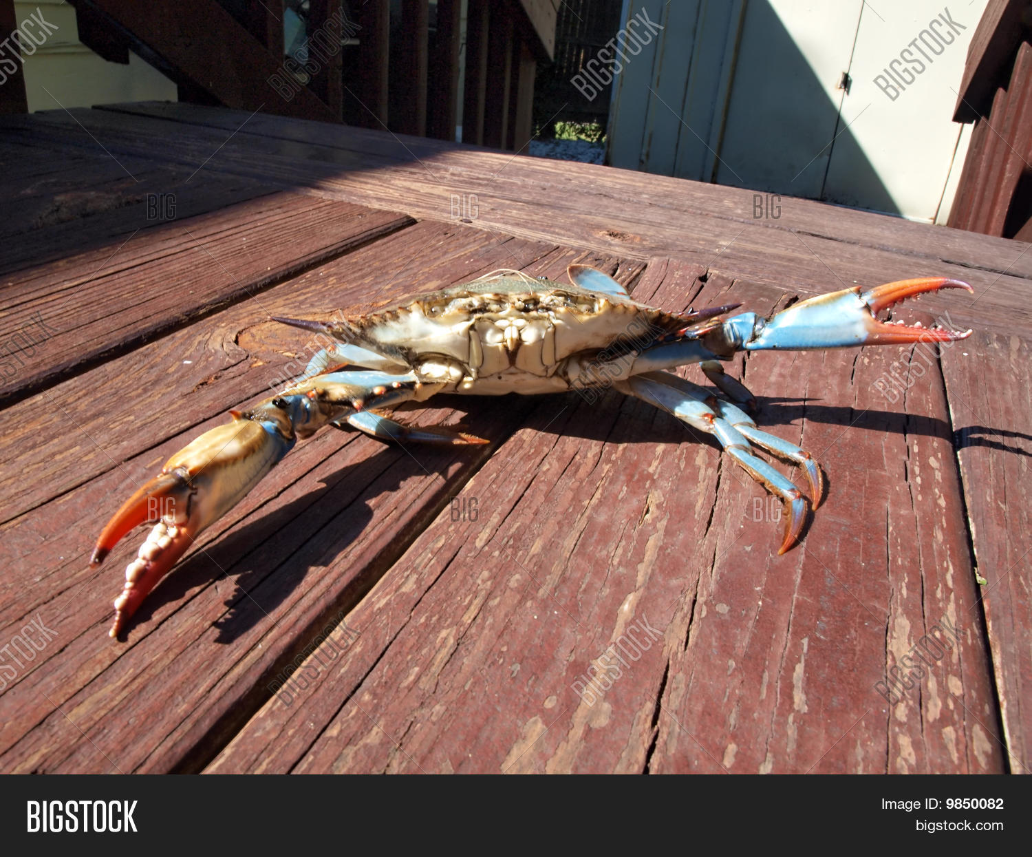 Blue Crab - Fighting Image & Photo (Free Trial) | Bigstock