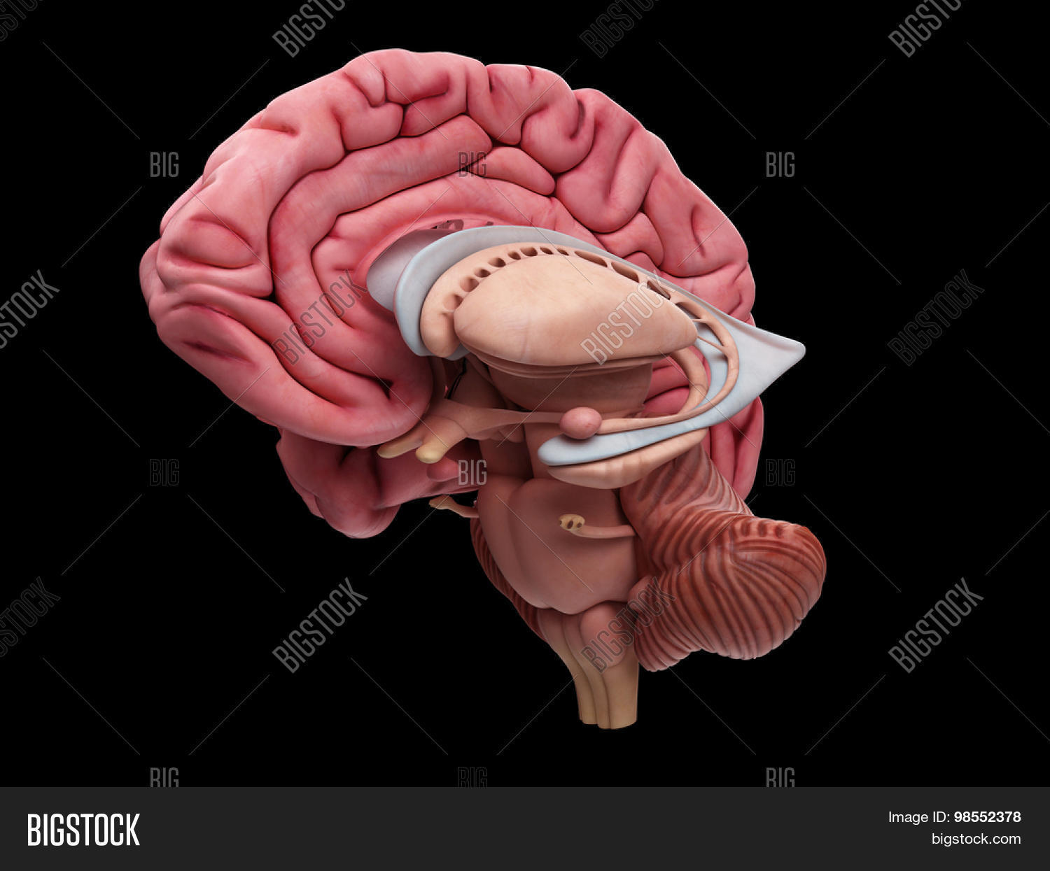 Medically Accurate Image & Photo (Free Trial) | Bigstock