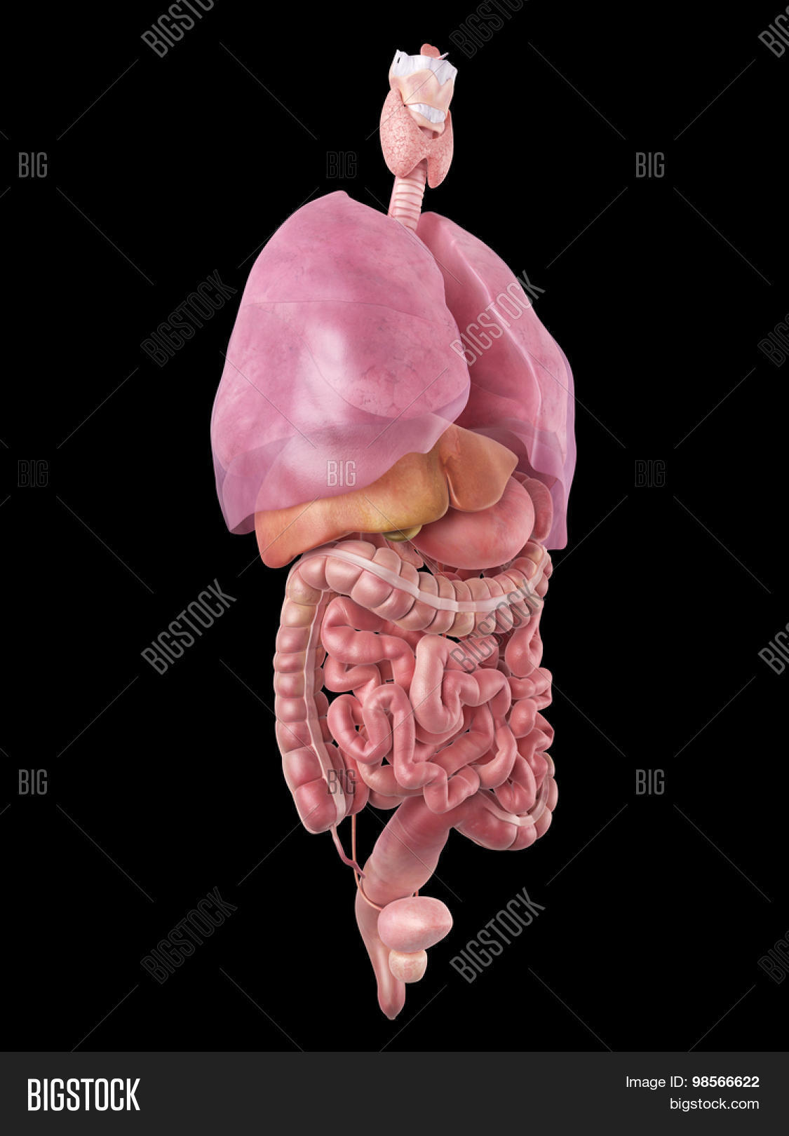 Medically Accurate Image & Photo (Free Trial) | Bigstock