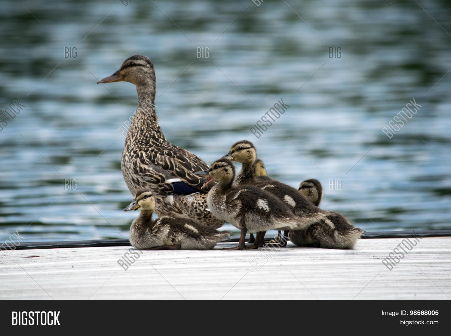 Baby Duck Mother Duck Image & Photo (Free Trial) | Bigstock