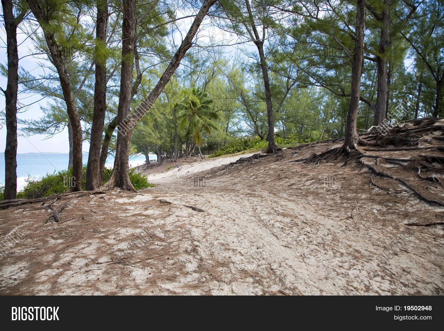 Beach Trees Bahamas Image & Photo (Free Trial) | Bigstock