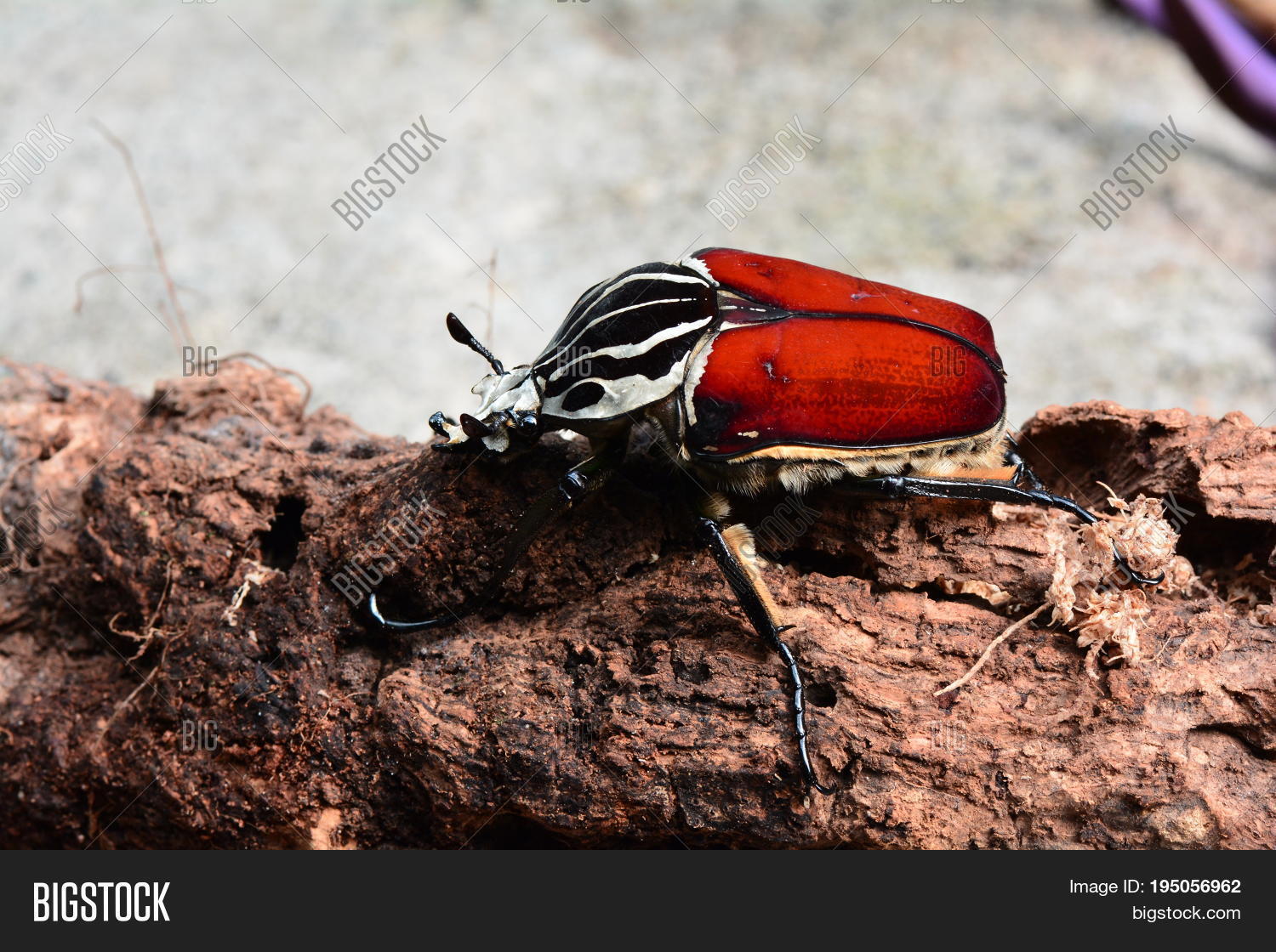 Giant Goliath Beetle Image & Photo (Free Trial) | Bigstock