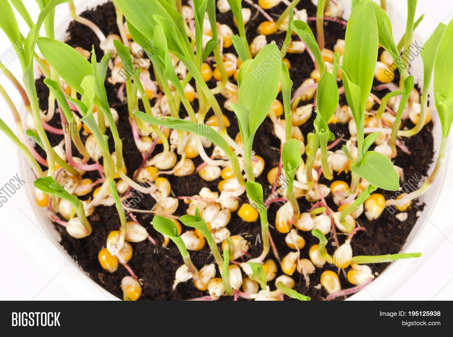Young Popcorn Plants Image & Photo (Free Trial) | Bigstock
