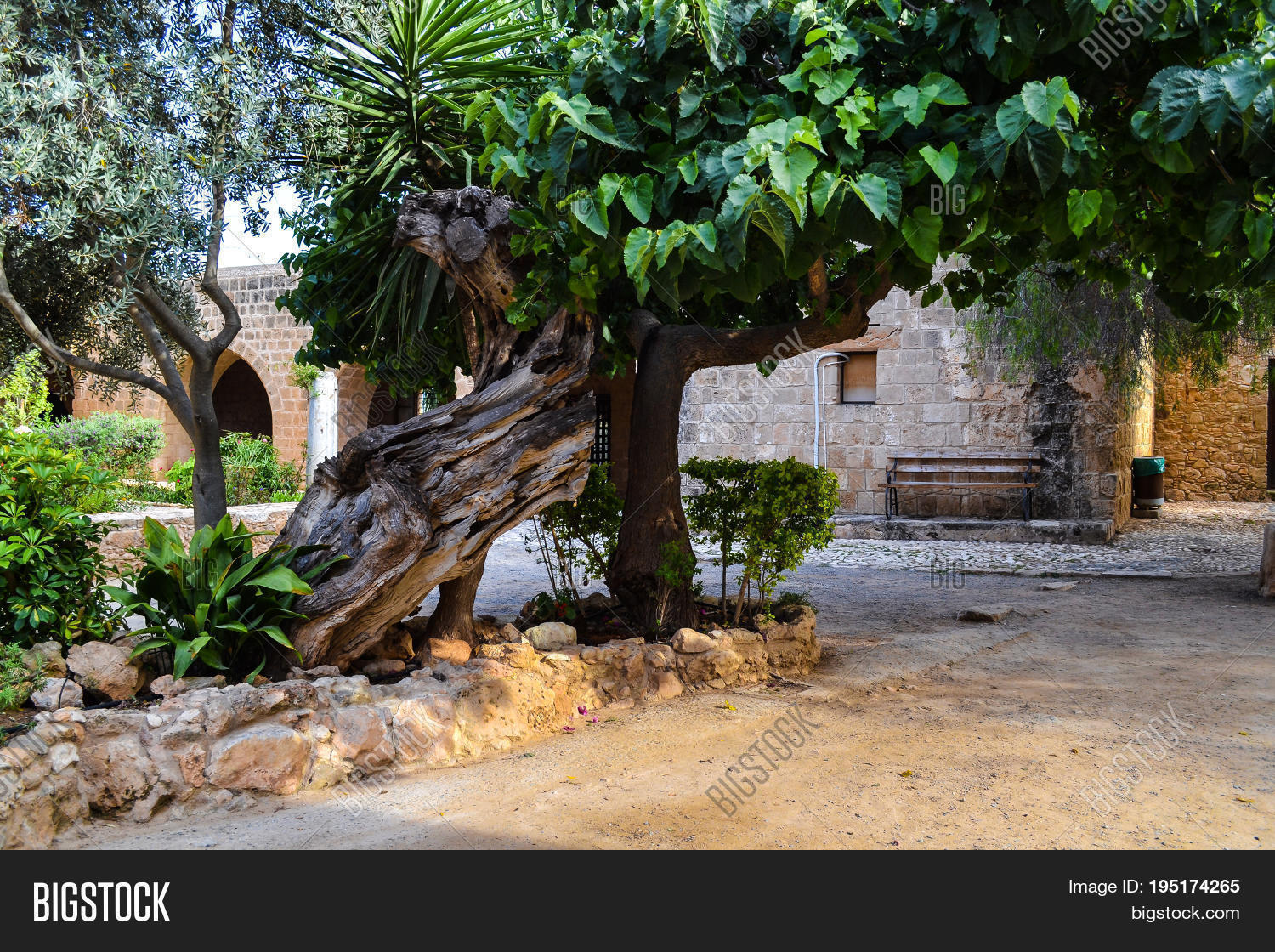Big Tree Front Ayia Image & Photo (Free Trial) | Bigstock