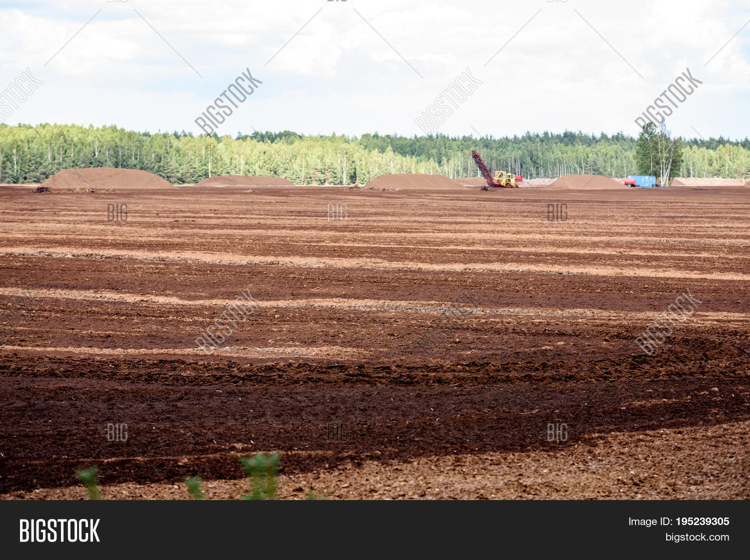 Bog Field On Which Image & Photo (Free Trial) | Bigstock