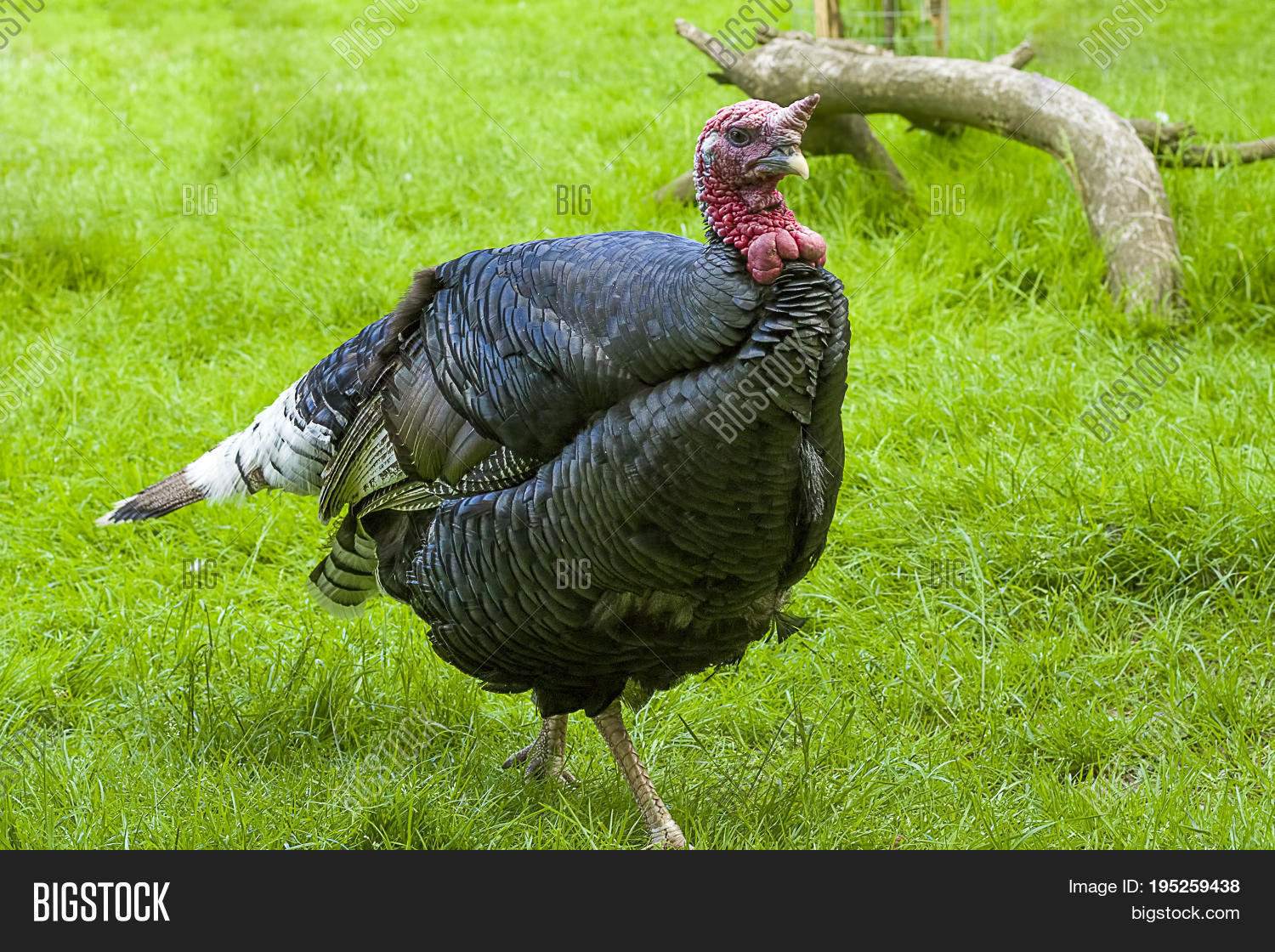 Home Turkey Meleagris Image & Photo (Free Trial) | Bigstock