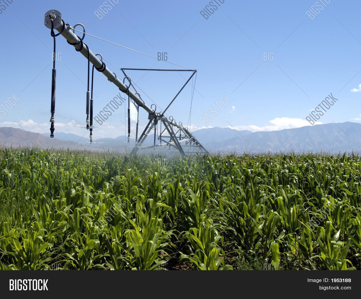 Corn Irrigation Image & Photo (Free Trial) | Bigstock
