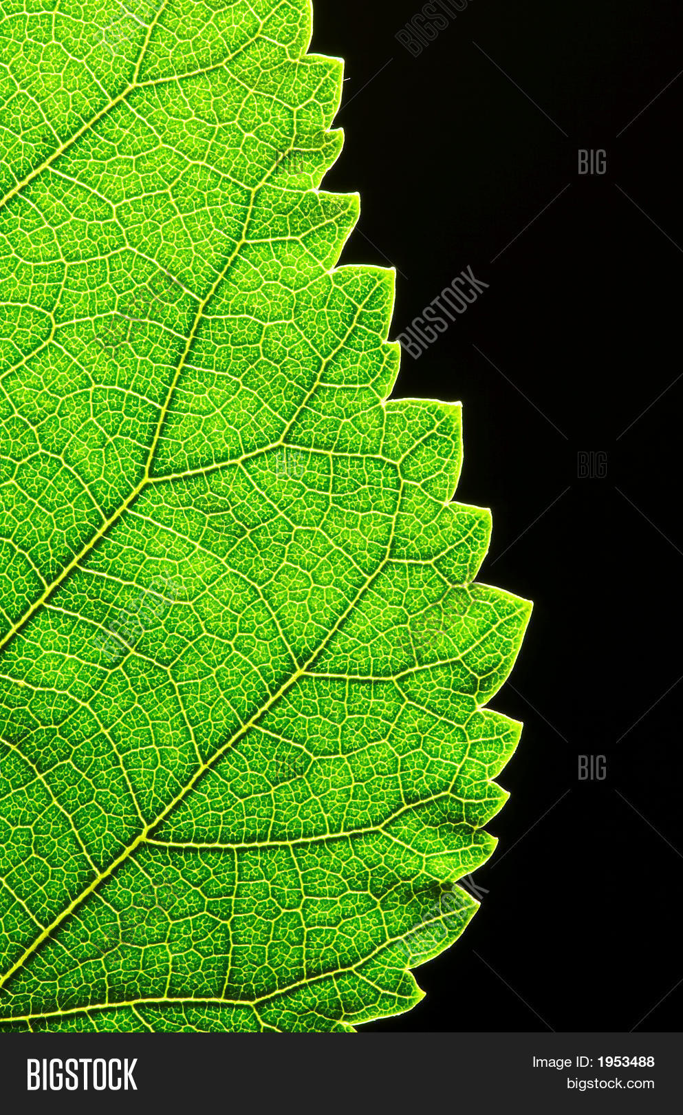 Vertical Green Leaf Image & Photo (Free Trial) | Bigstock