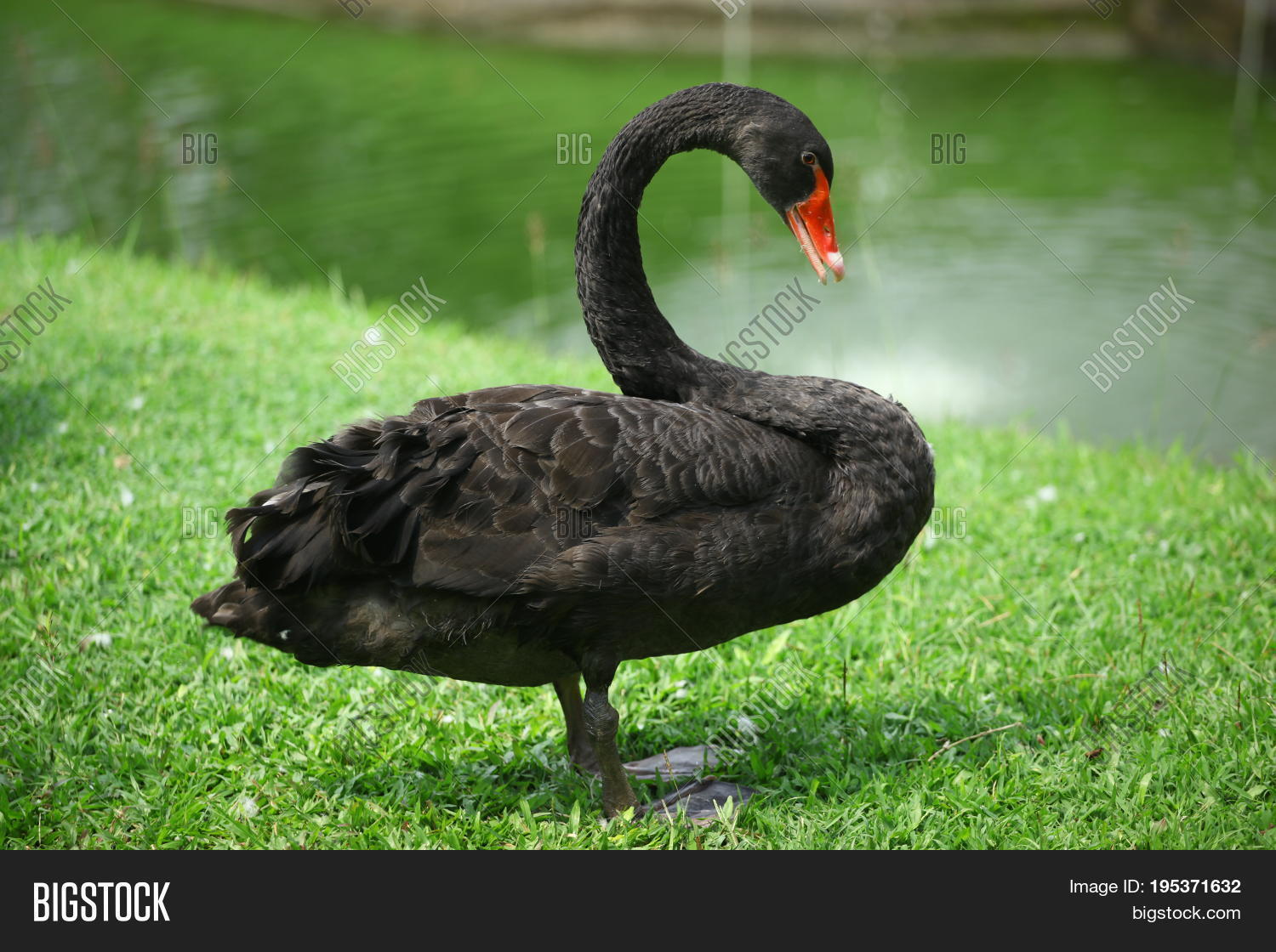 Black Long Neck Goose Image & Photo (Free Trial) | Bigstock