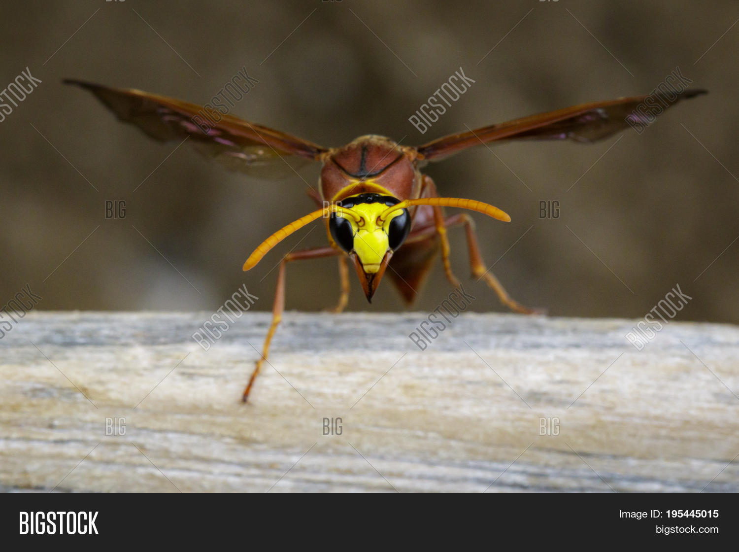 Image Potter Wasp ( Image & Photo (Free Trial) | Bigstock