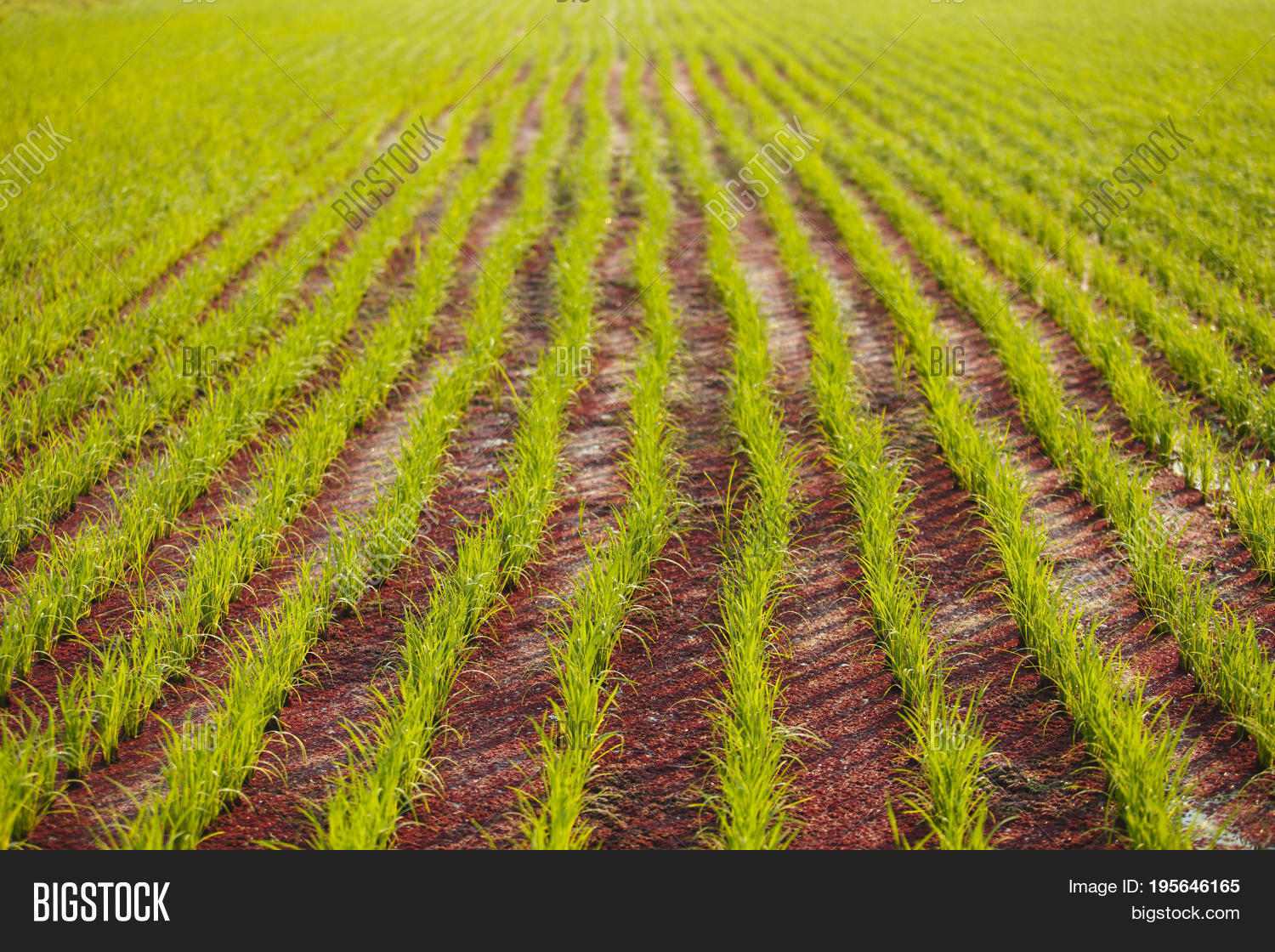 Line Rice Plant Farm Image & Photo (Free Trial) | Bigstock