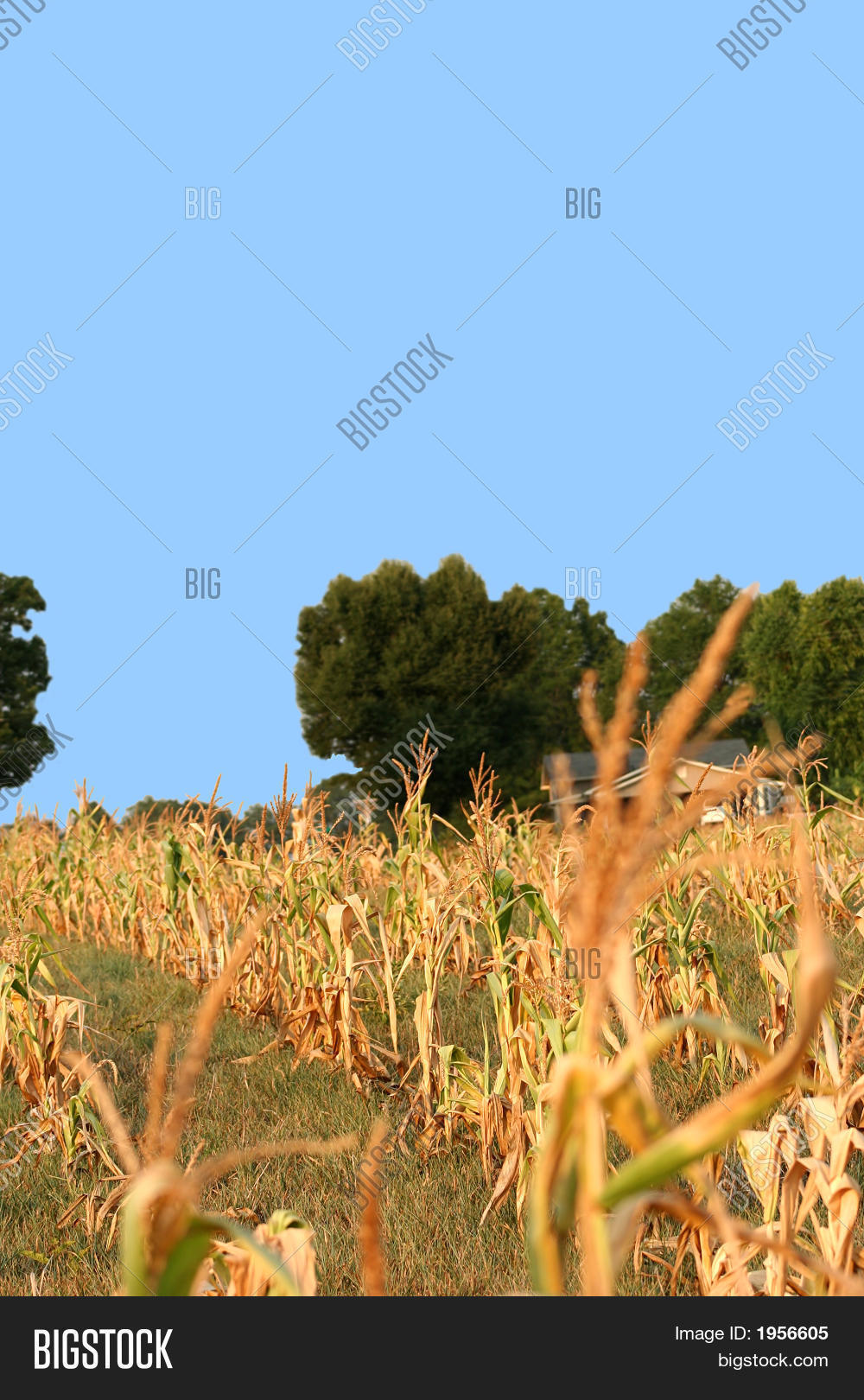 Dried Fields Image & Photo (Free Trial) | Bigstock