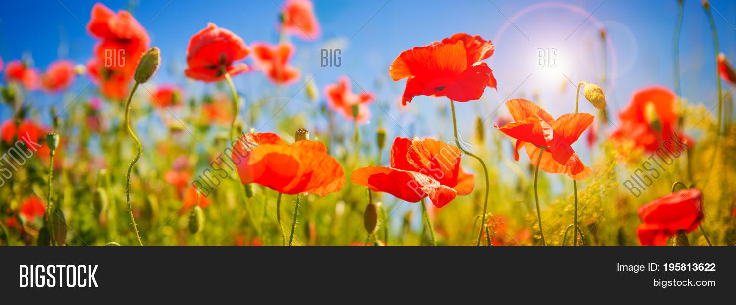 Poppy Flowers Field. Image & Photo (Free Trial) | Bigstock