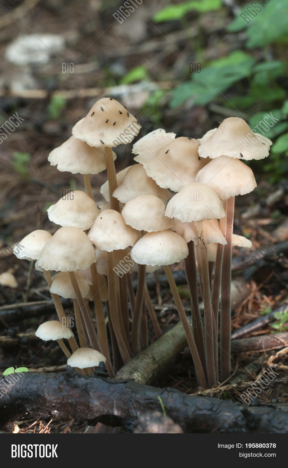 Mushrooms (Gymnopus Image & Photo (Free Trial) | Bigstock