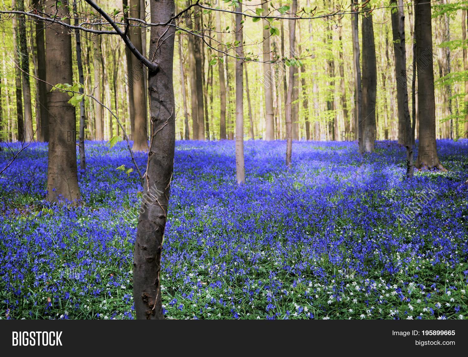 Blue Forest. Hallerbos Image & Photo (Free Trial) | Bigstock